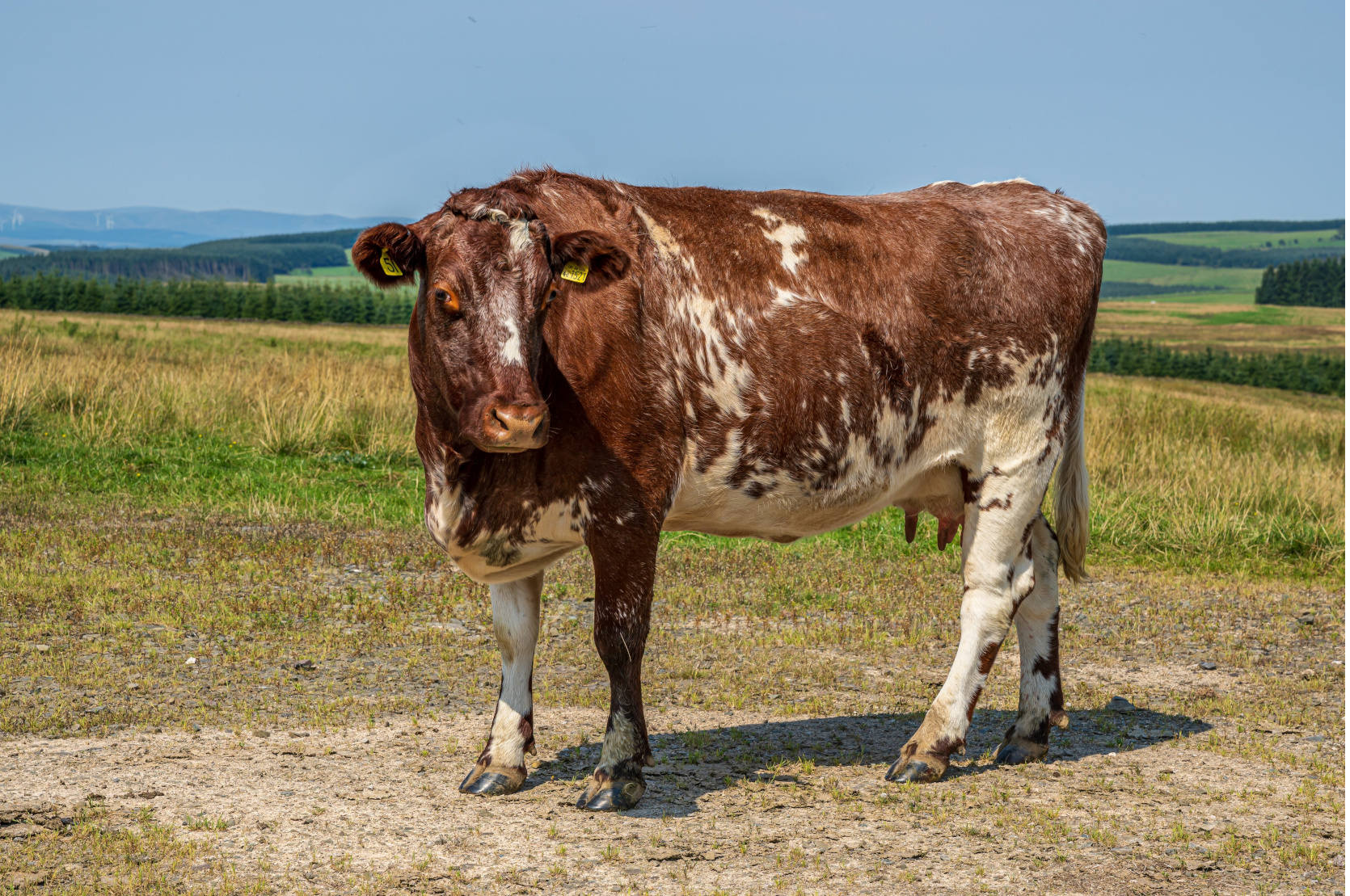 ABC ras bydła: Shorthorn - Projekt Agrar